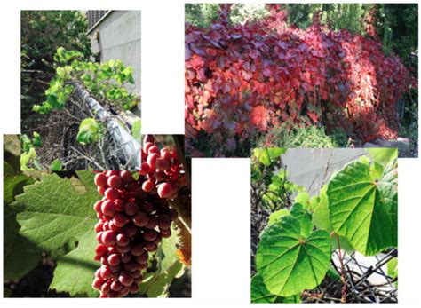 Plant Walk 21 Flashcards Quizlet