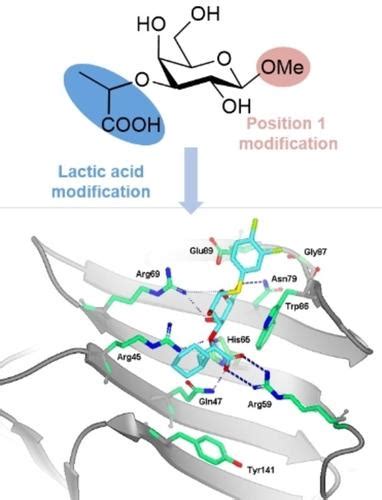 基于 3 Lactoylgalactoside 的选择性单价 Galectin 8 配体chemmedchem X Mol