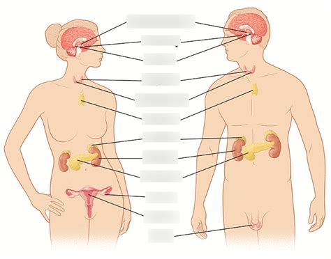 Diagram Of Science Yr Quizlet