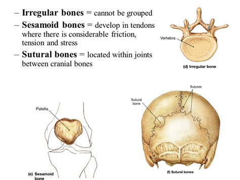Anatomy Of Skeletal Elements Ppt Download