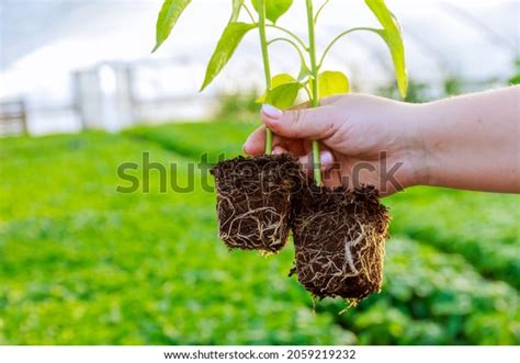 Root Seedling Stock Photos Images Photography Shutterstock