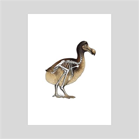 Dodo Skeleton Anatomy An Art Print By Pip Tacla Inprnt