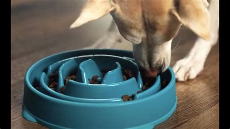 ¿por Qué Vomita Mi Perro Después De Comer Hielo Causas Y Soluciones