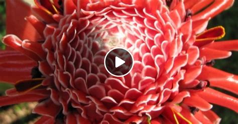 Herpes Zoster And Simplex Part 1 Understanding The Herpes Simplex