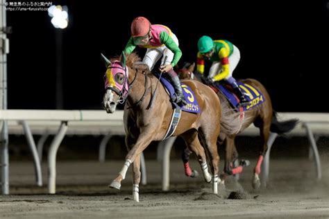 エーデルワイス賞（jpn3）はマルカラピッドが勝利 馬産地ニュース 競走馬のふるさと案内所