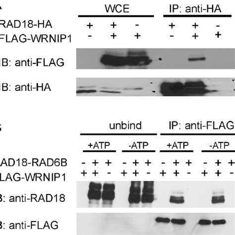 physical interaction of wrnip1 with rad18 a interaction in the