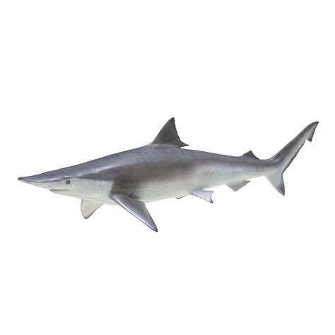 Spadenose Shark Rigged Para O Modelo Cinema 4D 3D Modelo 3D 99 C4d