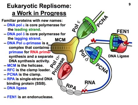 Lecture 45 DNA Replication II Eukaryotes Flashcards Quizlet