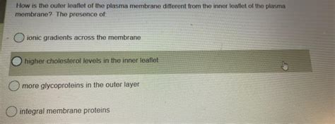 Solved How Is The Outer Leaflet Of The Plasma Membrane