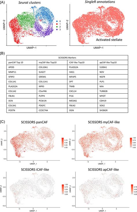 Myofibroblastic Cancer Associated Fibroblast Subtype Heterogeneity In Pancreatic Cancer Pmc