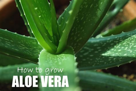 Aloe Vera Plant Care How To Grow Aloe Indoors Natures Gateway