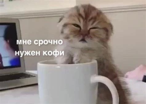 Создать мем "котик и кофе, кофе кот, сонный кот с кружкой кофе ...