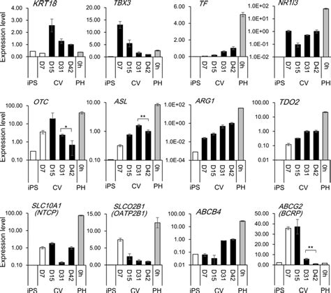 Hepatic Genes Expression In Undifferentiated Hips Cells Or