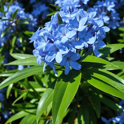 Kék Leander Fajták Ültetés és Gondozás Tippek Amikert Hu