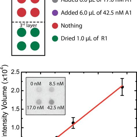 Strand Displacement Induced Fluorescence Detection Of Dna Coupled To Download Scientific