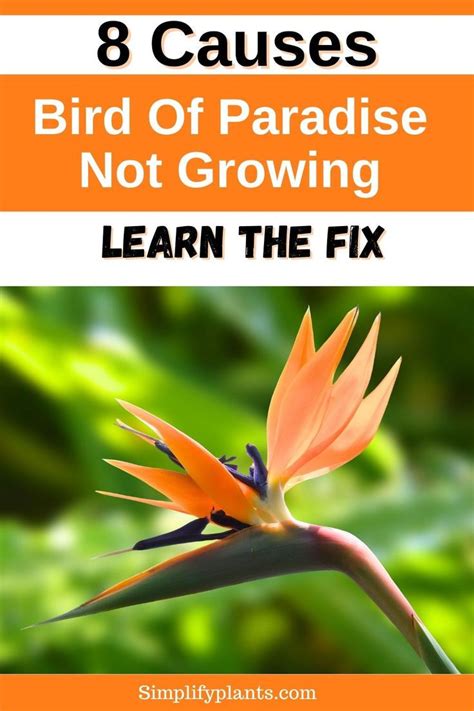 8 Causes Bird Of Paradise Not Growing