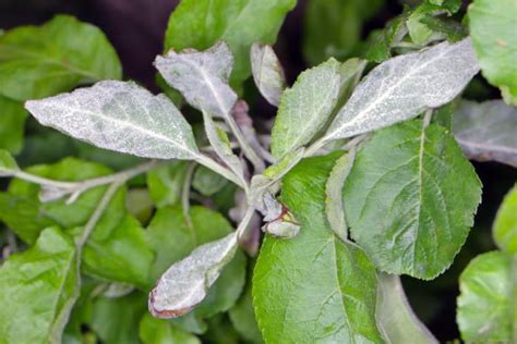 10 Common Apple Tree Diseases Minneopa Orchards