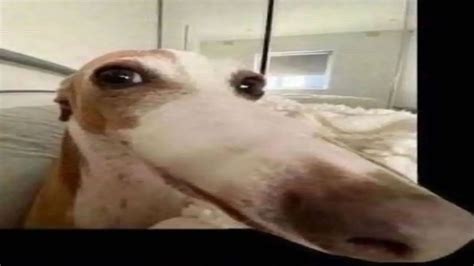 My Goofy Ahh Aunt Youtube