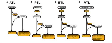 Proposed Main Carbon Flow In Methanogenic Process In The Four