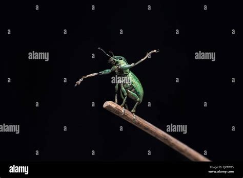 Green Immigrant Leaf Weevil Standing In A Tree Branch In Black