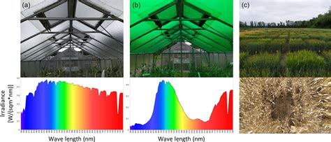 Exploring The Trade‐off Between Individual Fitness And Community Performance Of Wheat Crops