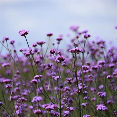 Verbena Bonariensis Vanity Vervain Garden Center Marketing