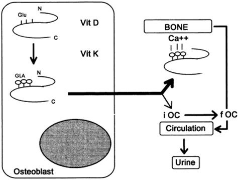 Markers Of Bone Metabolism Oncohema Key