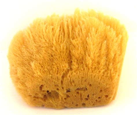 Caribbean Grass Form The Sponge Factory