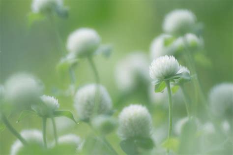 Nut Nut Macro Photography Flowers Flower Header Beautiful Flowers