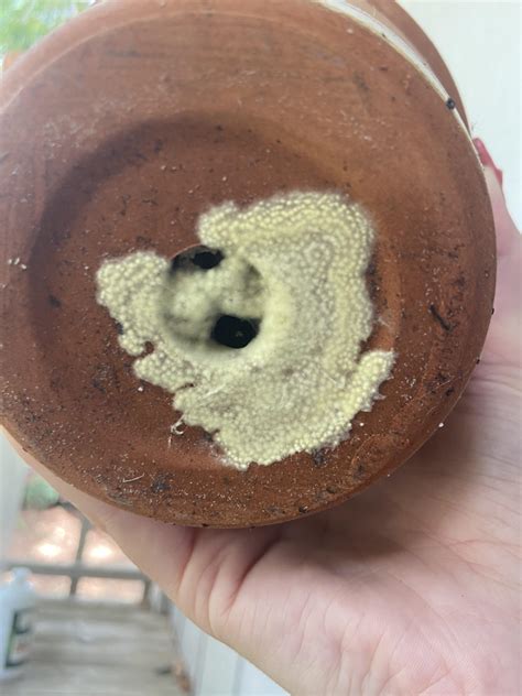 What Is This Stuff On The Bottom Of My Pot And Around My Plant R Plantclinic