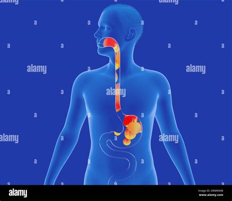 Digestive System Mouth And Esophagus