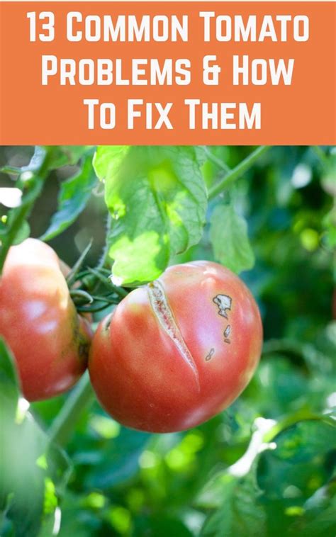 13 Common Tomato Problems How To Fix Them Tomato Garden Tomatoes