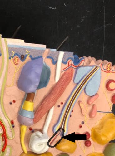 Nervous System Anatomy Flashcards Quizlet