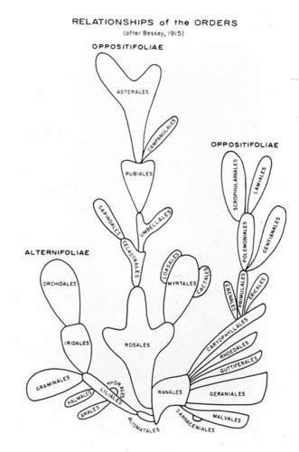 Classification Flashcards Quizlet