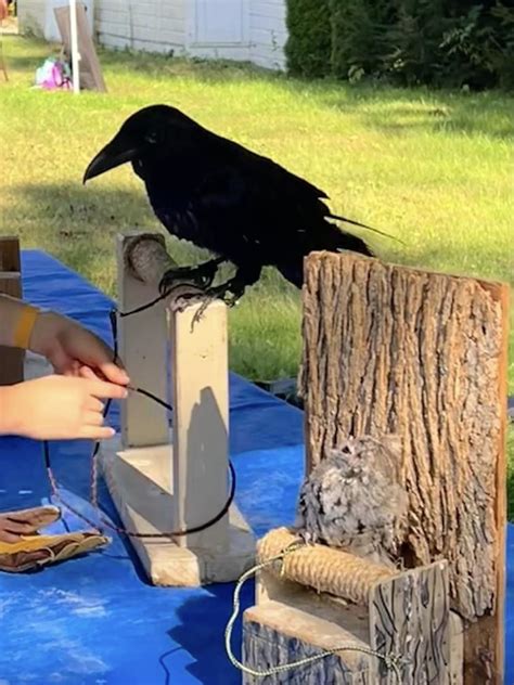 Mini Renaissance Faire A Big Success Kinderhook Memorial Library