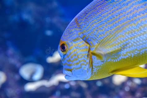 Sailfin Snapper Fish With Blue Lines And Yellow Fins Swimming In A