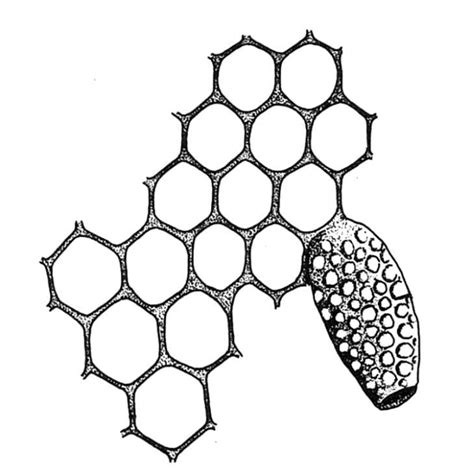 Biological Drawings Insects Honey Bee Apis Mellifera Comb Cells