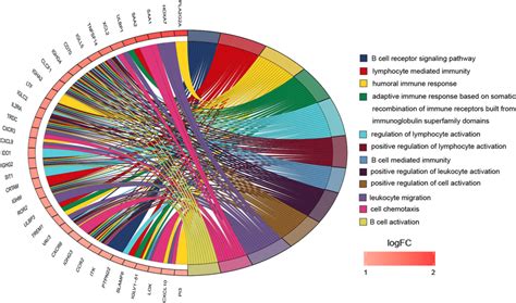 Chord Plot Showing 37 Genes Included In The 12 Immune Related Pathways Download Scientific Diagram