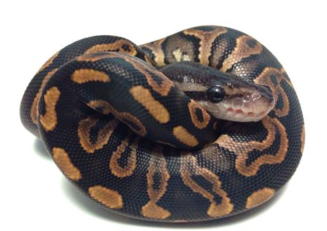 Can Ball Python Eat Hamster Mypetcarejoy