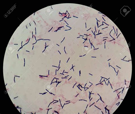 Morfologia Bacteriana Genially