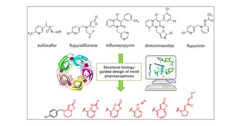 Acetylcholine Receptor Structure