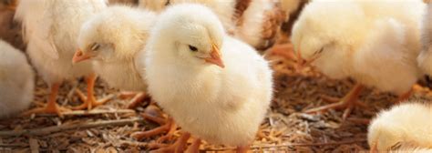 Milk Replacers Provimi