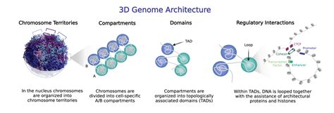 How 3d Genomics Can Strengthen Your Multi Omics Approach To Scientific