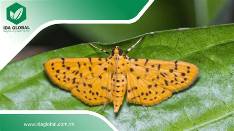 SÂu ĐỤc TrÁi Ổi Ida Global Nâng Tầm Nông Nghiệp Việt Nam