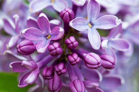 Lila Flower
