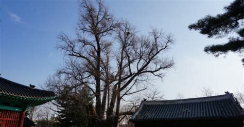 서울시 조선시대 은행나무와 바위글씨 정식 보존