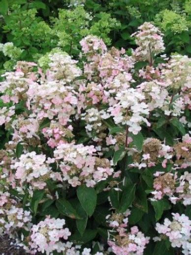 Hydrangea Paniculata Dharuma Pluimhortensia Artofit