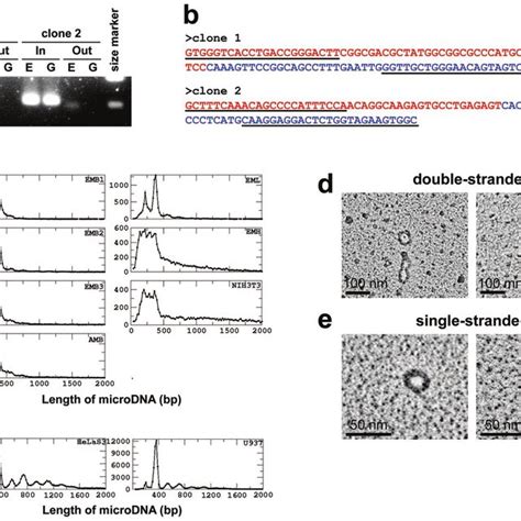 Properties Of The Loci That Give Rise To Microdnas A Enrichment Of Download Scientific
