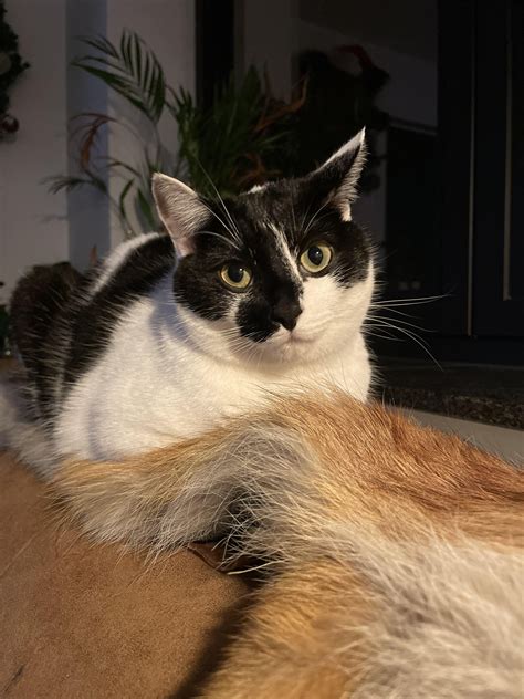 Recently Got My First Ever Cat And He Has Been The Light Of My Life R