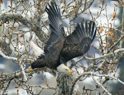 2 Types Of Eagles In Ohio Everything You Need To Learn About The